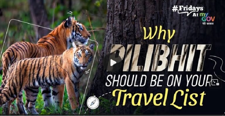 Pilibhit: India’s Secret Tiger Haven You Need to See! - Bharat Articles